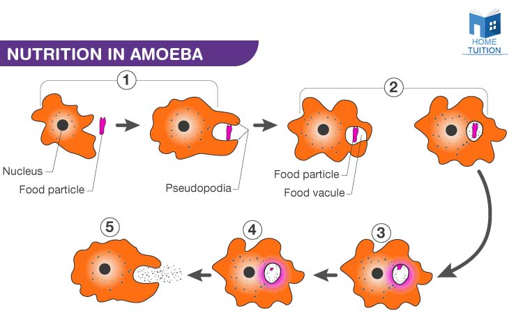 Nutrition In Amoeba - Definition, Process Of Holozoic Mode Of Nutrition
